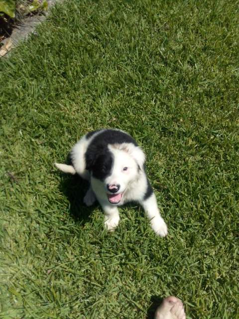 pure border collie | Dogs & Puppies | Gumtree Australia Lake Macquarie ...