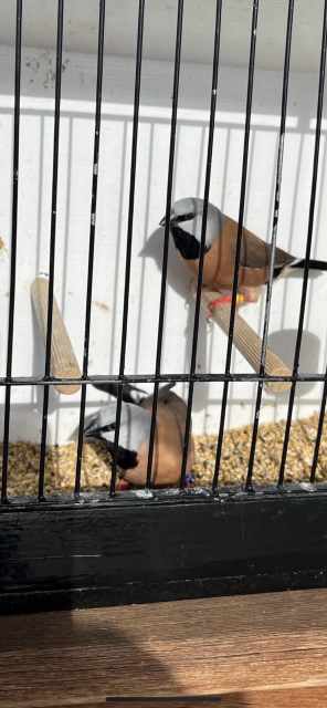 Parson finch | Birds | Gumtree Australia Bathurst City - Kelso | 1328067660