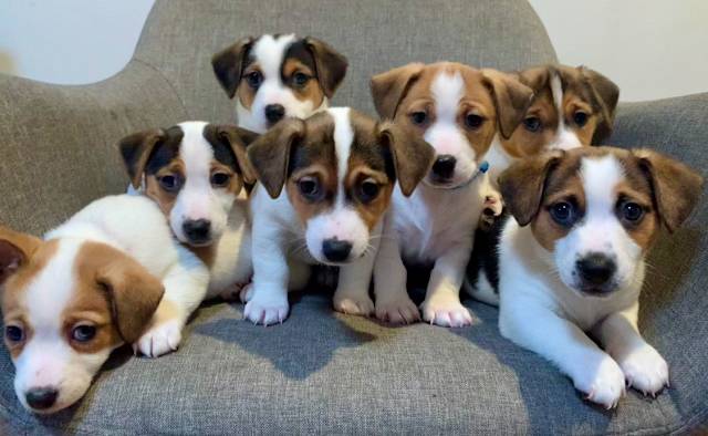 🎉 Adorable Purebred Stumpy Jack Russell Puppies | Dogs & Puppies ...