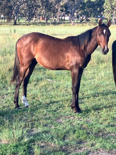 Gorgeous Cow horse bred yearling | Horses & Ponies | Gumtree Australia ...
