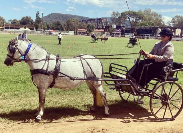 Registered Welsh & ACDS Harness Pony | Horses & Ponies | Gumtree ...