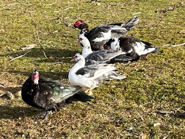 Geese and Muscovy Female Ducks | Livestock | Gumtree Australia ...