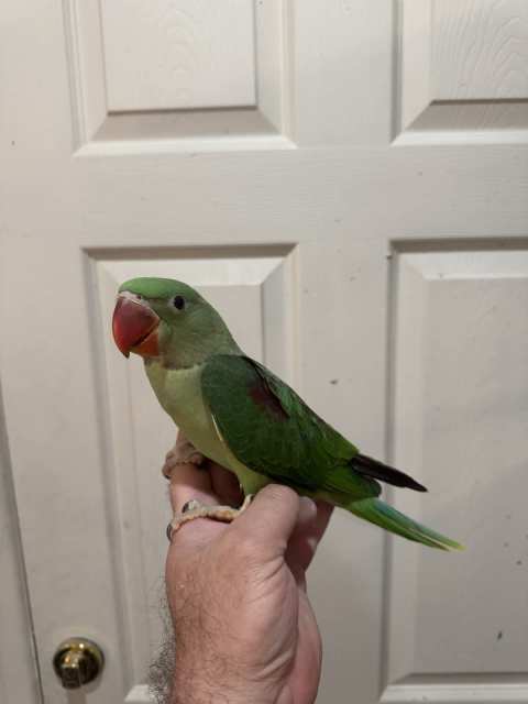 Hand Raised Alexandrine Parrots & Mutations | Birds | Gumtree Australia ...