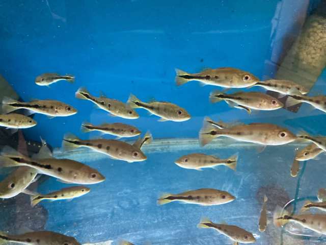 Peacock Bass Mono 8-9cm | Fish | Gumtree Australia Logan Area ...