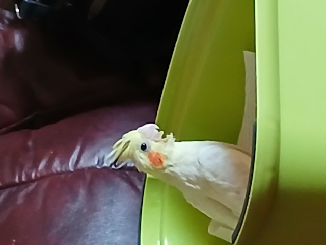 baby weiro for sale | Birds | Gumtree Australia Canning Area - Bentley ...