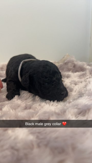 EOI TOY POODLE PUPPIES | Dogs & Puppies | Gumtree Australia Central ...