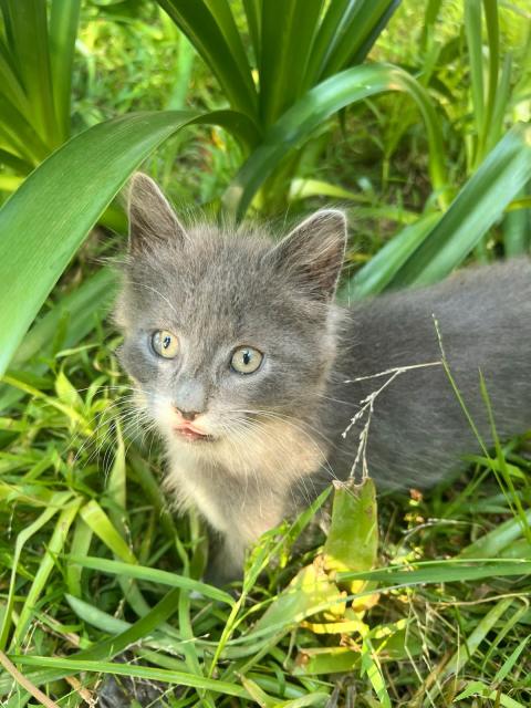 Russian Blue/Ragdoll mix, 8weeks old. | Cats & Kittens | Gumtree ...