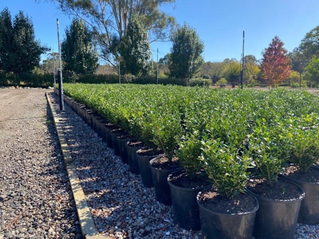 Micro Micro Buxus in 200 mm Pots - Plants in Camden NSW | Gumtree Australia