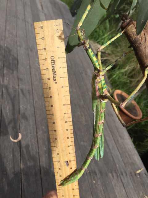 Monteiths (Leaf), Goliath, Macleays (Spiny) etc Stick Insects from $3 ...