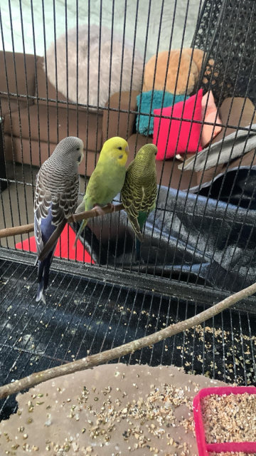 Pet budgie with cage | Pet Products | Gumtree Australia Campbelltown ...