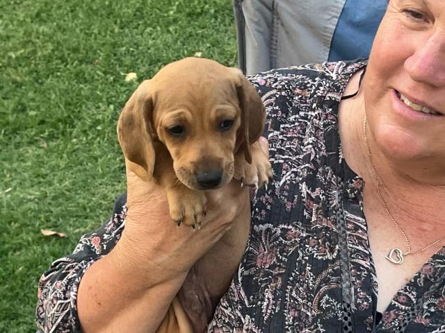 Pure bred Miniature Dachshund | Dogs & Puppies | Gumtree Australia ...