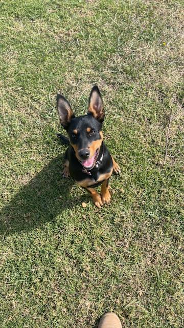 Kelpie x | Dogs & Puppies | Gumtree Australia Orange Area - Orange ...