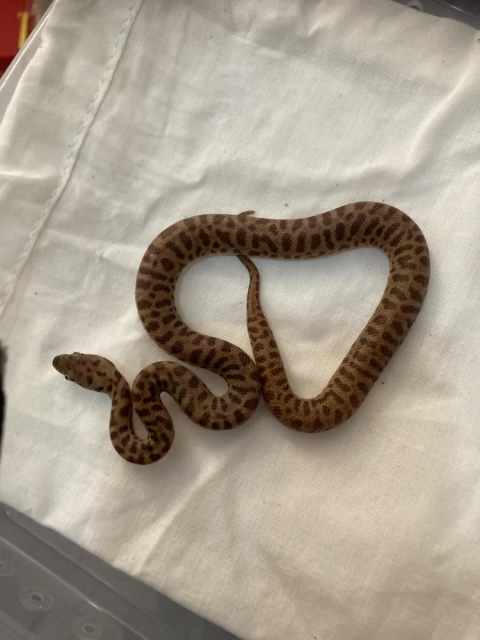 Stimson Pythons 100% Het T+ | Reptiles & Amphibians | Gumtree Australia ...