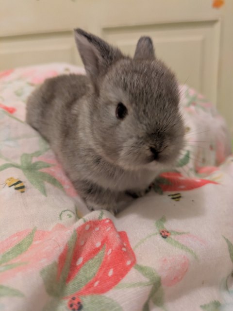 Beautiful Baby Minilop X Dwarf lop Rabbits 🩷🩵 | Rabbits | Gumtree ...