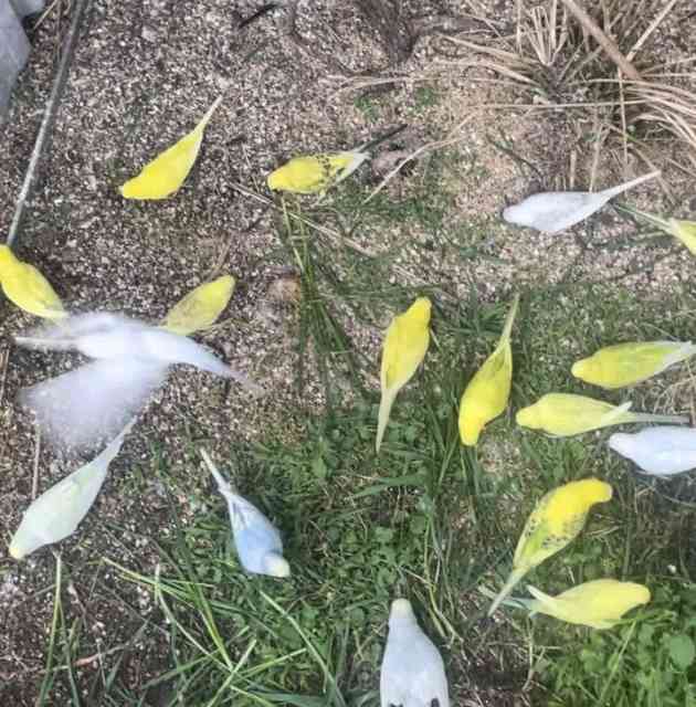 Budgies young | Birds | Gumtree Australia Bankstown Area - Bankstown ...