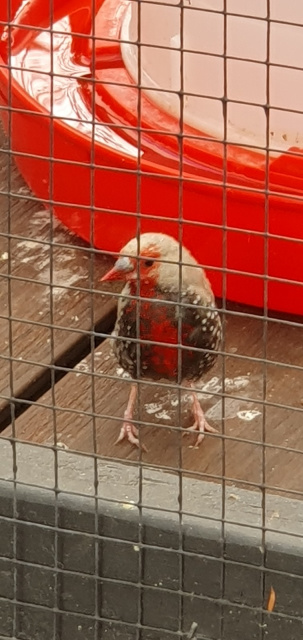 Red & Yellow painted finches | Birds | Gumtree Australia Swan Area ...
