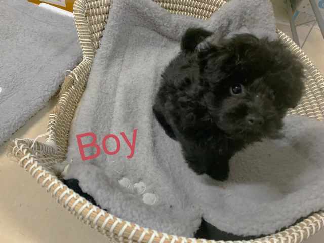 Pomapoo (Pomeranian x Toy Poodle) *** | Dogs & Puppies | Gumtree ...