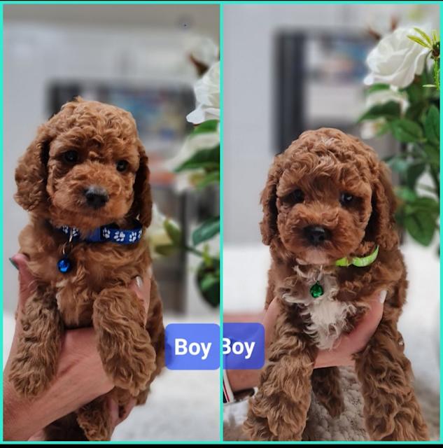 Red Toy Cavoodle Puppies-DNA clear -Ready Easter weekend! | Dogs ...