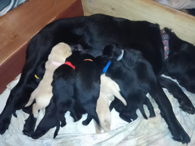 Labrador cross puppies | Dogs & Puppies | Gumtree Australia Merredin ...