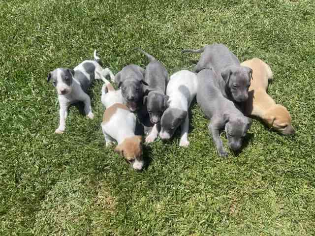 PUREBRED WHIPPET PUPPIES | Dogs & Puppies | Gumtree Australia Baw Baw ...