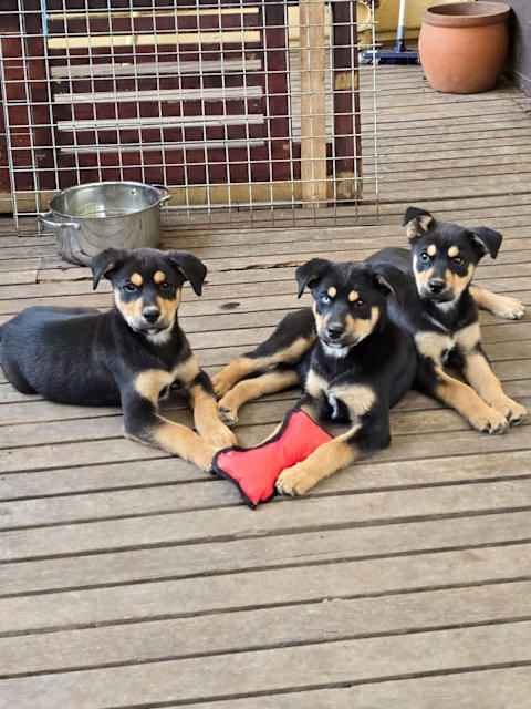 Rottweiler x Husky puppies EASTER SPECIAL | Dogs & Puppies | Gumtree ...