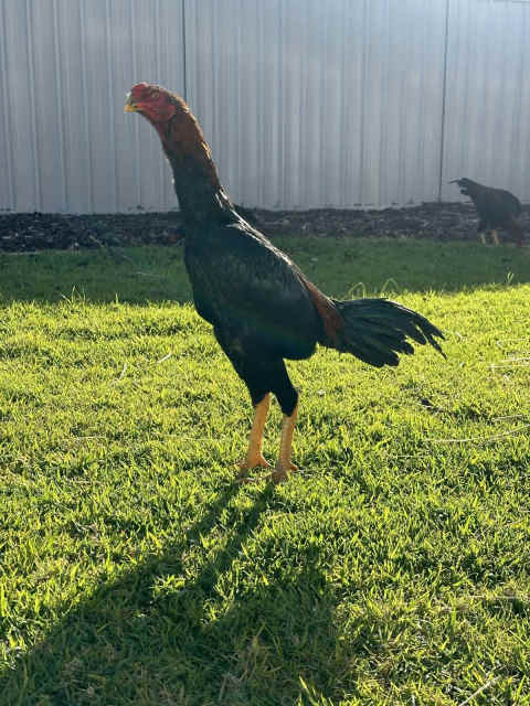 Shamo aseel asil rooster | Birds | Gumtree Australia Southern Mallee ...