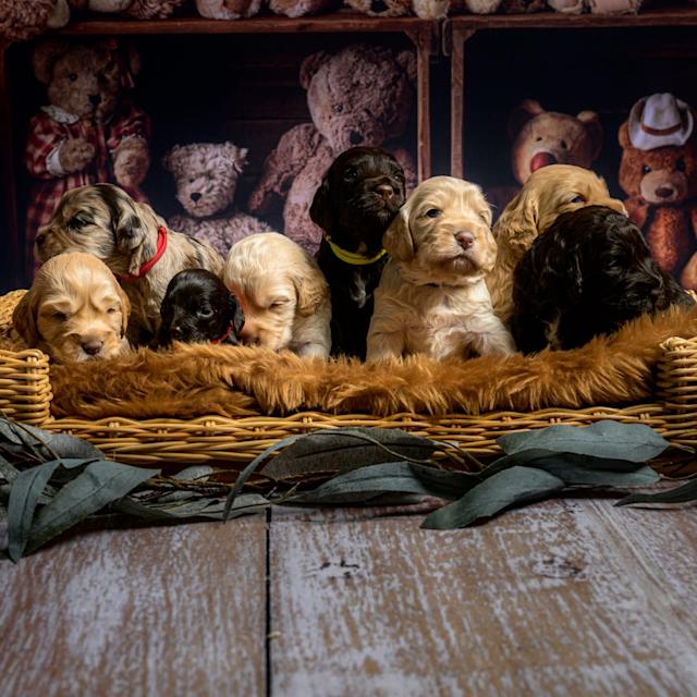 5 LEFT! Ethically Premium Bred Spoodle / Cockapoo Puppies | Dogs ...