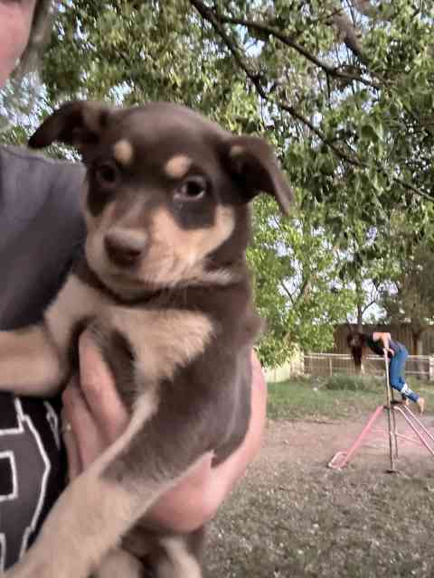 Purebred kelpie pups | Dogs & Puppies | Gumtree Australia Hawkesbury ...
