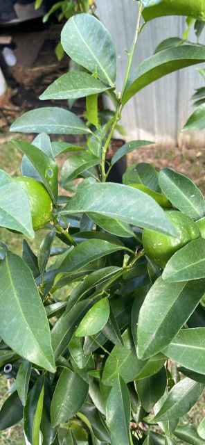 Citrus fruit trees for sale 40$ each - Plants in Busby NSW | Gumtree ...