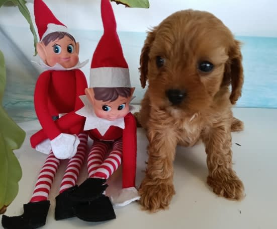 CAVOODLE PUPPIES 1 girl left.. F1..DNA clear | Dogs & Puppies | Gumtree ...