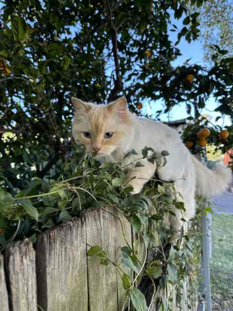 MALE BURMESE and RAGDOLL | Cats & Kittens | Gumtree Australia Newcastle ...