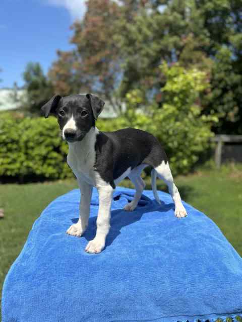 Purebred Whippet Puppies | Dogs & Puppies | Gumtree Australia Port ...