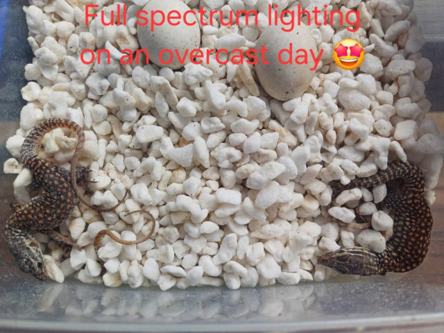 Red Ridge-tailed monitor hatchies | Reptiles & Amphibians | Gumtree ...