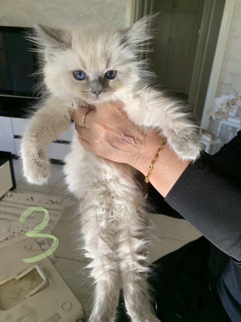 British shorthair x ragdoll | Cats & Kittens | Gumtree Australia Hume ...