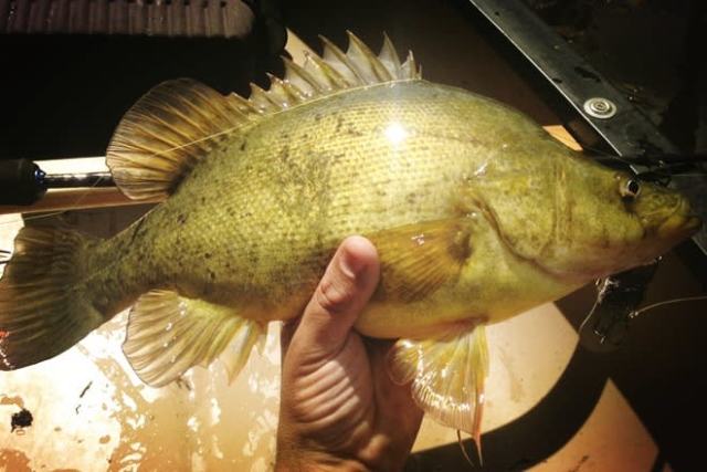 ★Australian native fish Premium Pond Fish/Murray cod/Golden Perch ...