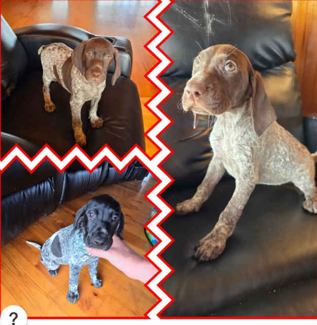 VCA pedigreed gsp female German Shorthaired Pointer puppies | Dogs ...