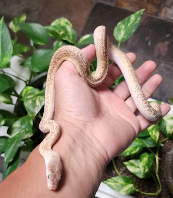 Childrens Python ( marble) | Reptiles & Amphibians | Gumtree Australia ...