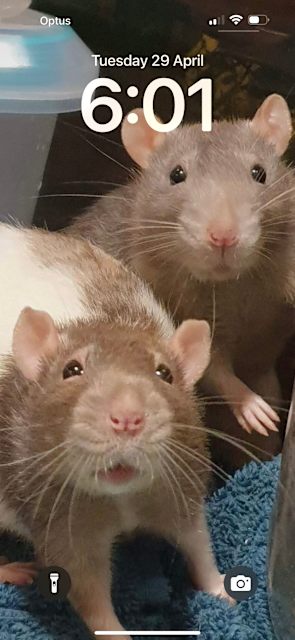 Pet Sitting for Small Animals via Pawshake | Sitting | Gumtree ...