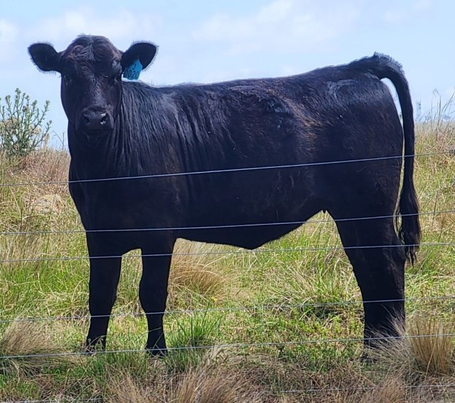 🐄 Pure bred beef, F1 & Dairy cows & calves | Livestock | Gumtree ...