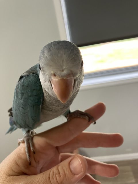 Handraised Blue split opaline Quaker male with cage | Birds | Gumtree ...