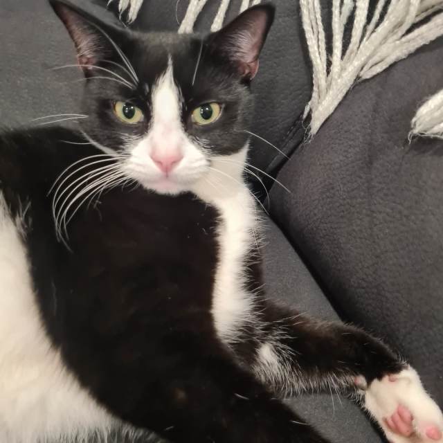 Gorgeous 2yr old cat - winston | Cats & Kittens | Gumtree Australia ...