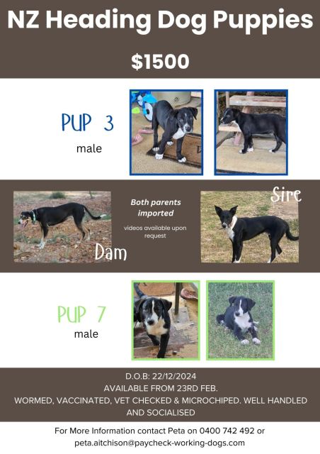 NZ Heading Dog Pups - Working Dogs | Dogs & Puppies | Gumtree Australia ...