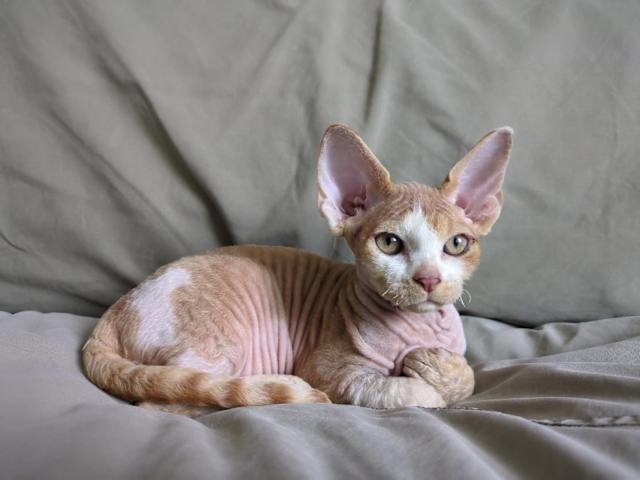 Devon Rex kittens Purebred | Cats & Kittens | Gumtree Australia ...