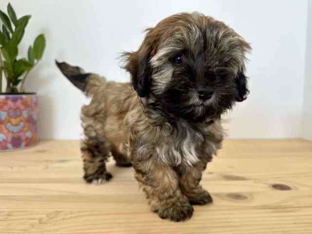 Extra Small Genes , Male , Toy Moodle Pup , Toy Poodle x Maltese | Dogs ...