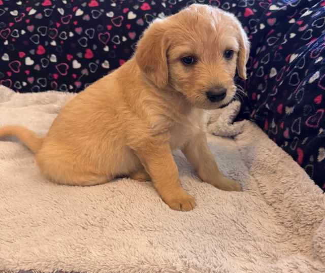 LABRADOODLE PUPPIES Available 5th | Dogs & Puppies | Gumtree Australia ...