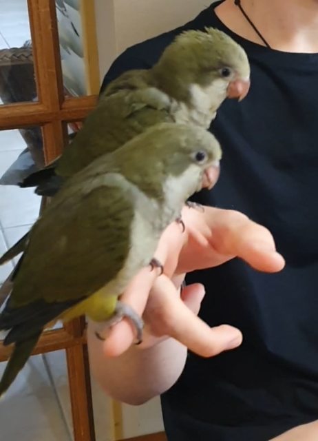 Hand Raised Quaker/ Monk Parrots | Birds | Gumtree Australia Caboolture Area - Burpengary ...