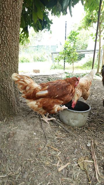 Rhode Island Red x Isa Brown hens and Australorp hen | Livestock ...