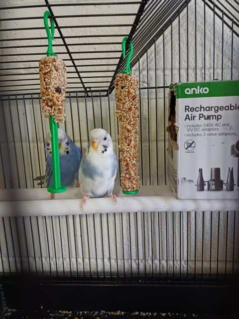 2 Female budgies and cage | Birds | Gumtree Australia Melbourne City ...