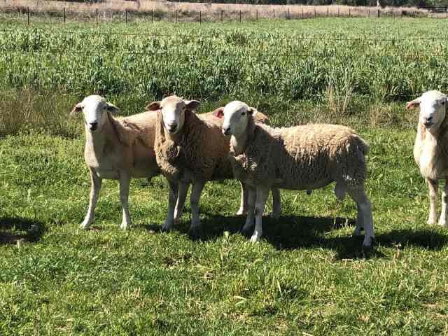 Wiltipol x Aussie White Rams | Livestock | Gumtree Australia Tamworth ...