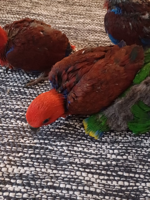 hand rearing eclectus parrot 9 weeks old | Birds | Gumtree Australia ...